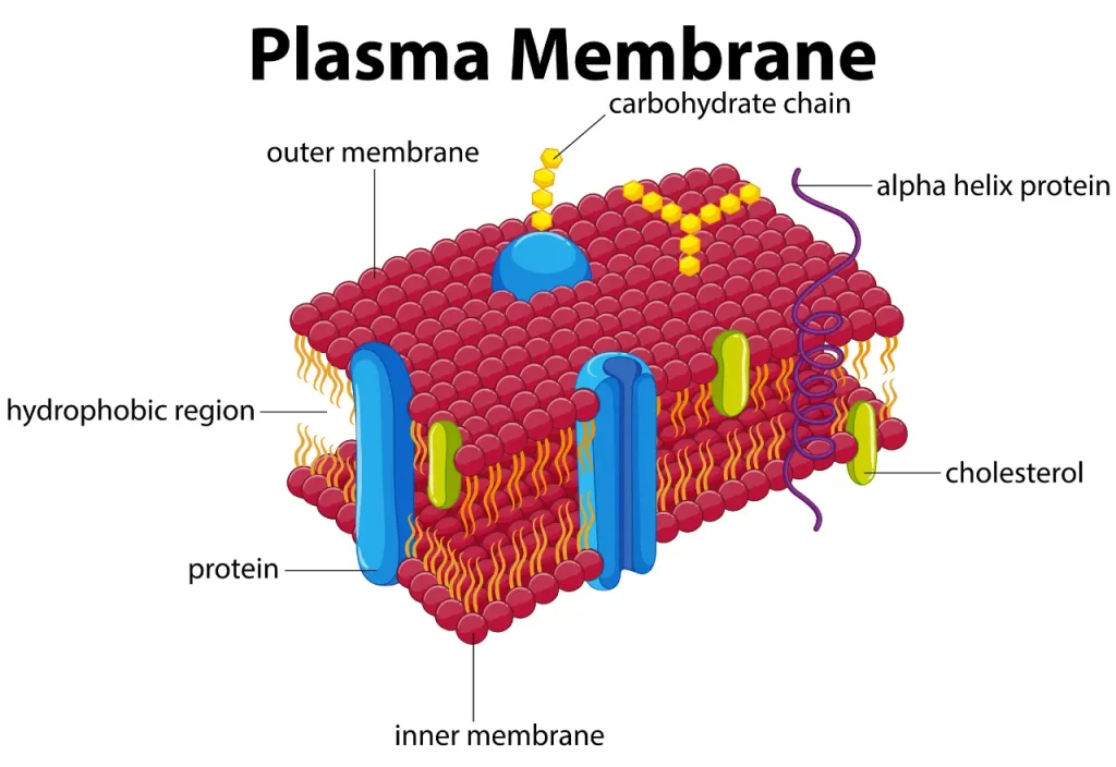 Cell Membrane Definition Function And Structure