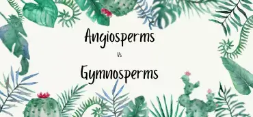 What is the Difference Between Angiosperms and Gymnosperms