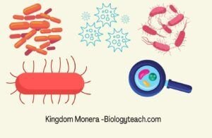 The Five Kingdom Classification