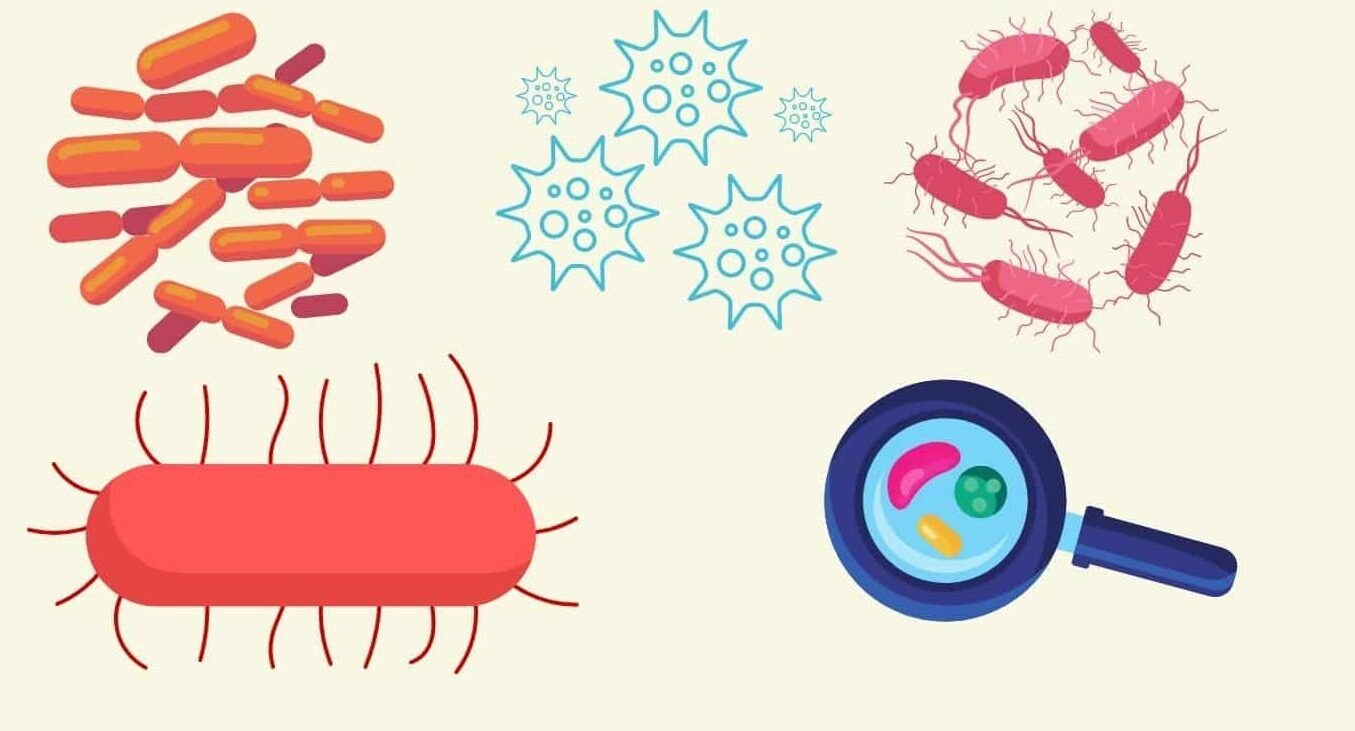 Importance Of Bacteria-Beneficial Prokaryotes » BIOLOGY TEACH