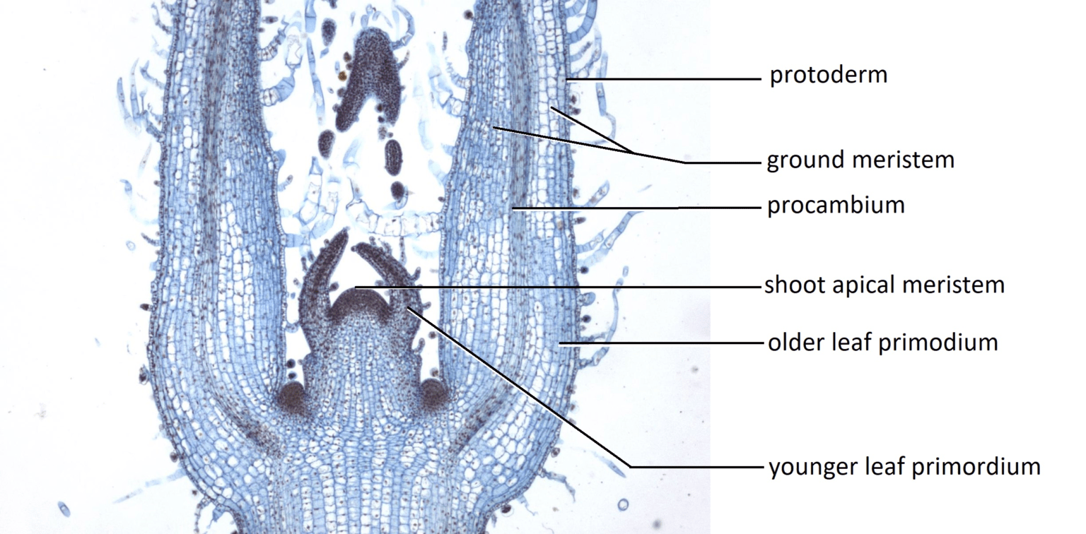 Shoot Apical Meristem » BIOLOGY TEACH