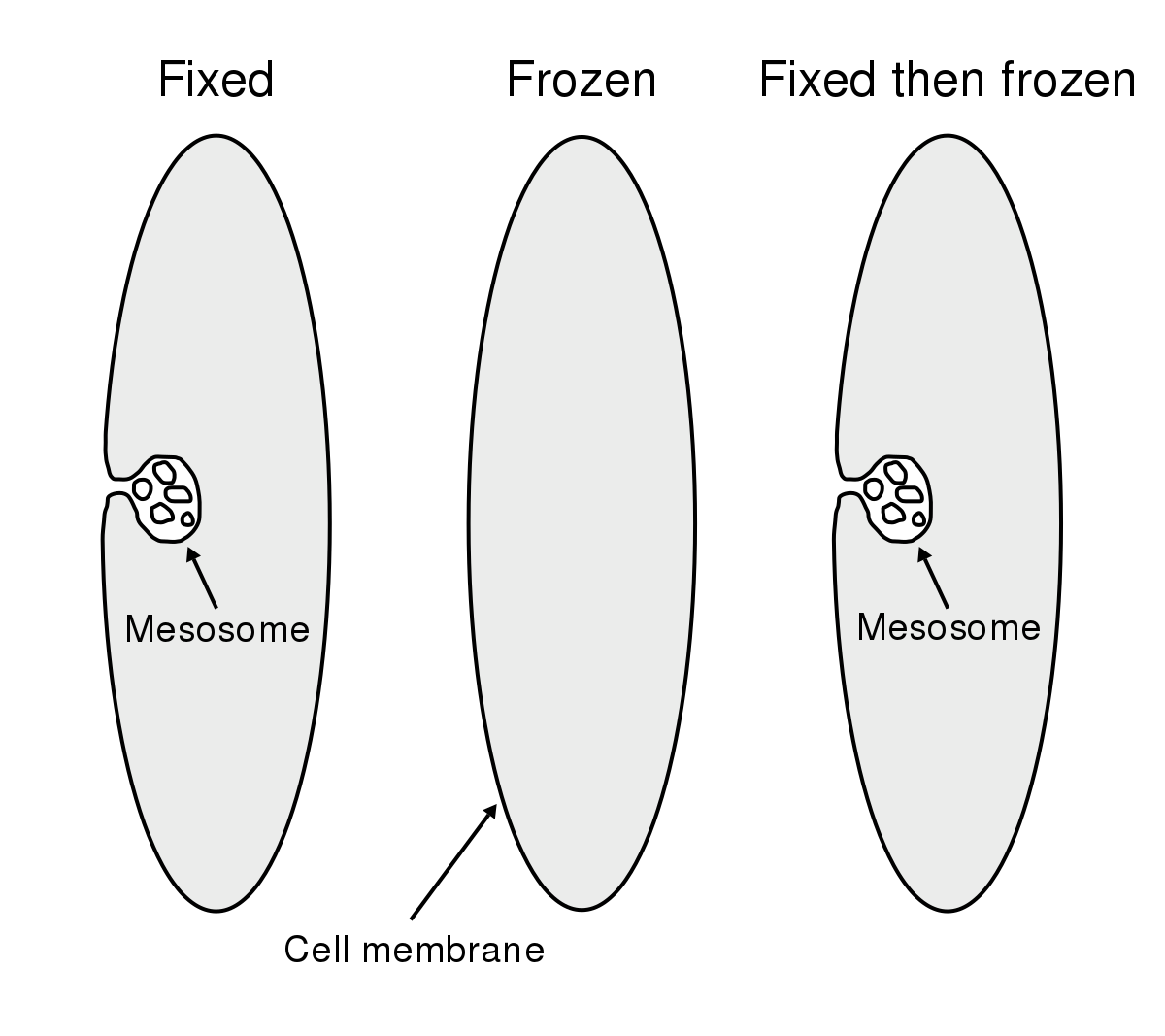 Structure and Function of a Typical Bacterial Cell with Diagram
