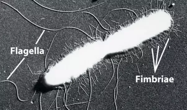 Structure and Function of a Typical Bacterial Cell with Diagram